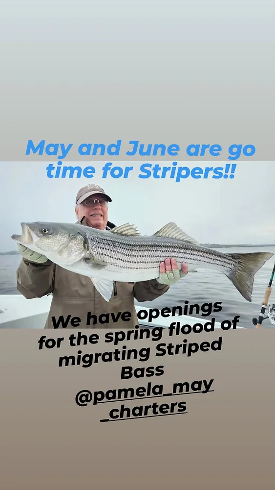 The Striped Bass Spring 2025 Migration Begins!