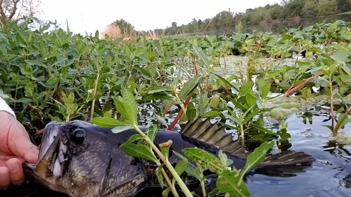 Louisiana Company - Locally Owned | Marsh Demon Lures