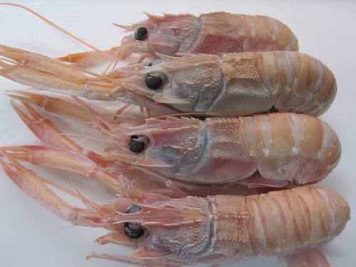Scampi LARGE 1kg | Mysite