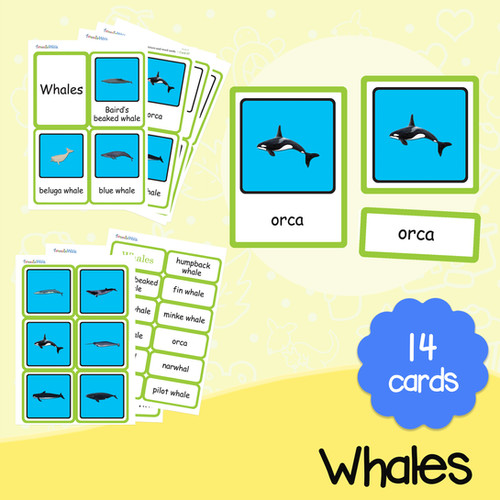 Whales | Printable Montessori Flashcards | 14 Cards | Right Brain Kids