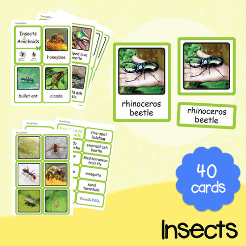 Insects | Printable Montessori Flashcards | 40 Cards | Right Brain Kids