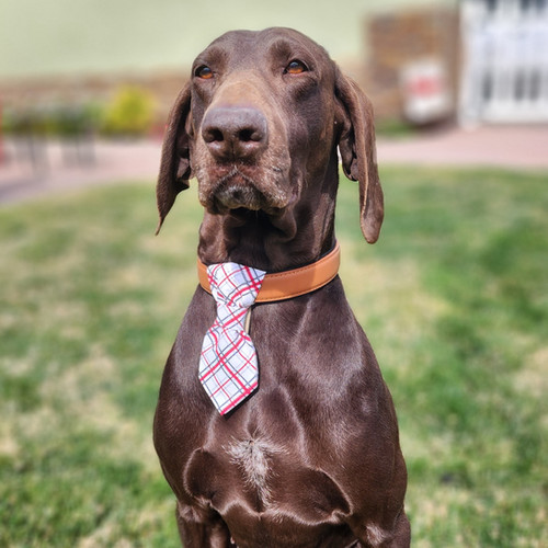 Business Casual Dog Tie | THE HOUNDSMITH