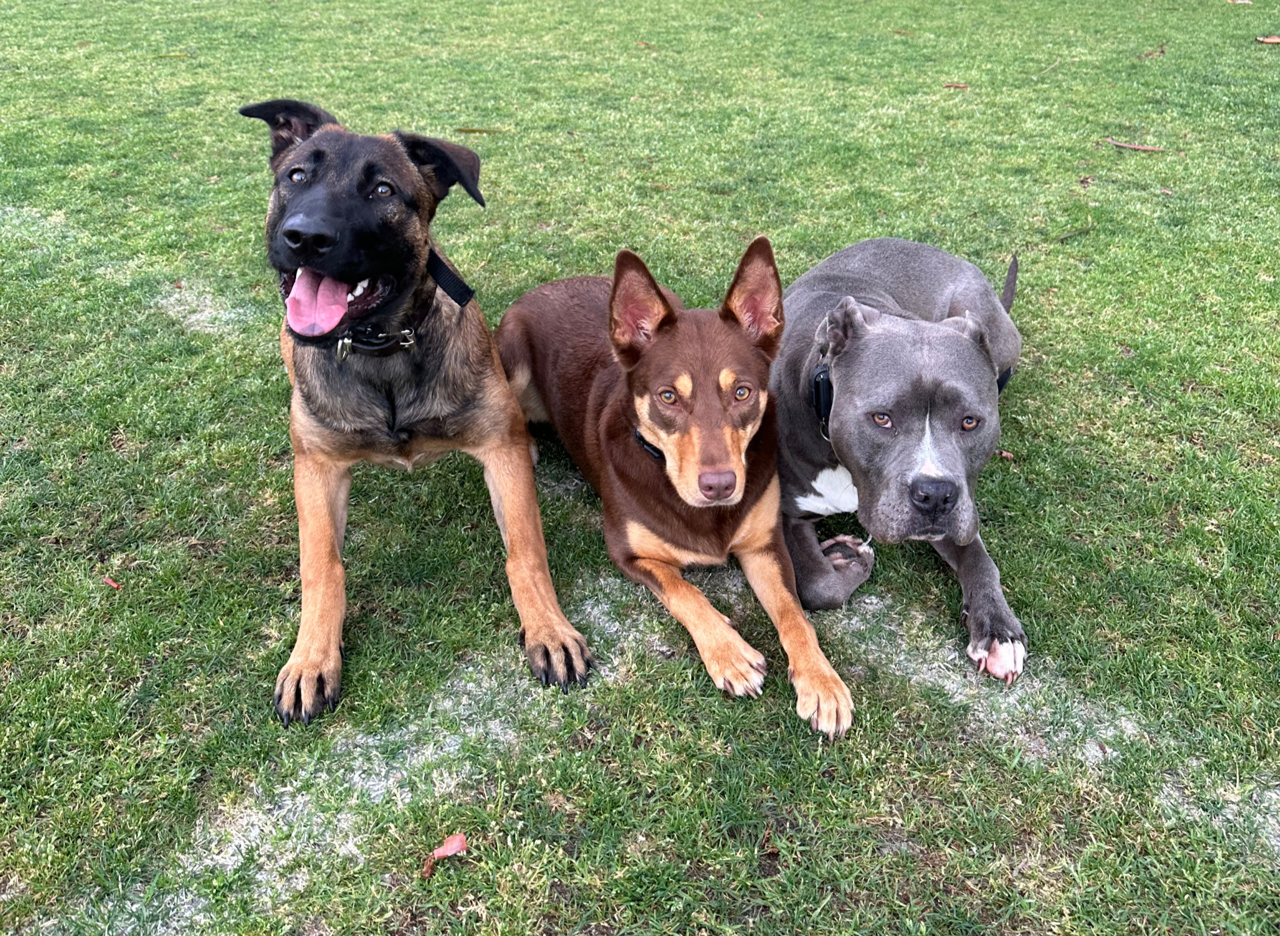 Dog Training Services | Next Level Dog Training | Melbourne