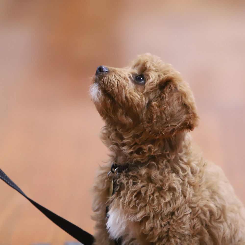 Next Level Dog Training | Qualified Dog Trainer Moorabbin