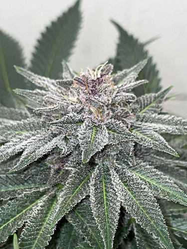 Potion Portal 23 | The Grass Menagerie