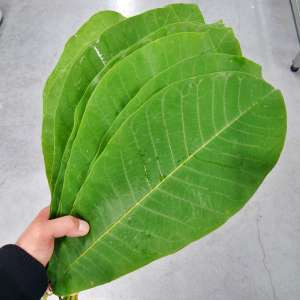 天然 生ほうば / Fresh Hoba Leaf 10pc (Tokushima) | FAJ Recommend List