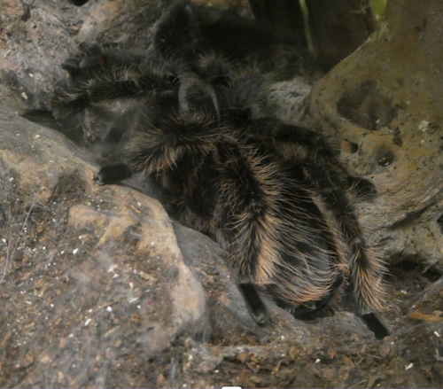 Tliltocatl albopilosus (curly hair tarantula) | Spider Manda