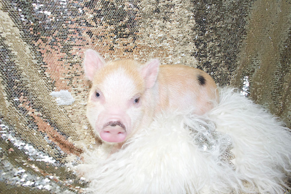 New Arrivals | Teacup Piglets For Sale | Piggy Pet Shop