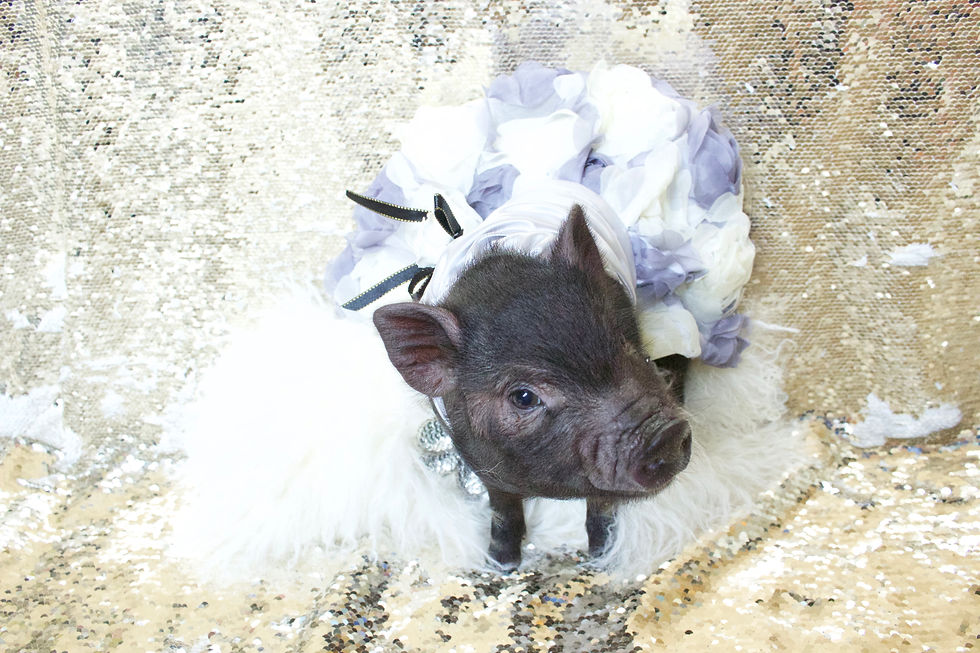 New Arrivals | Teacup Piglets For Sale | Piggy Pet Shop
