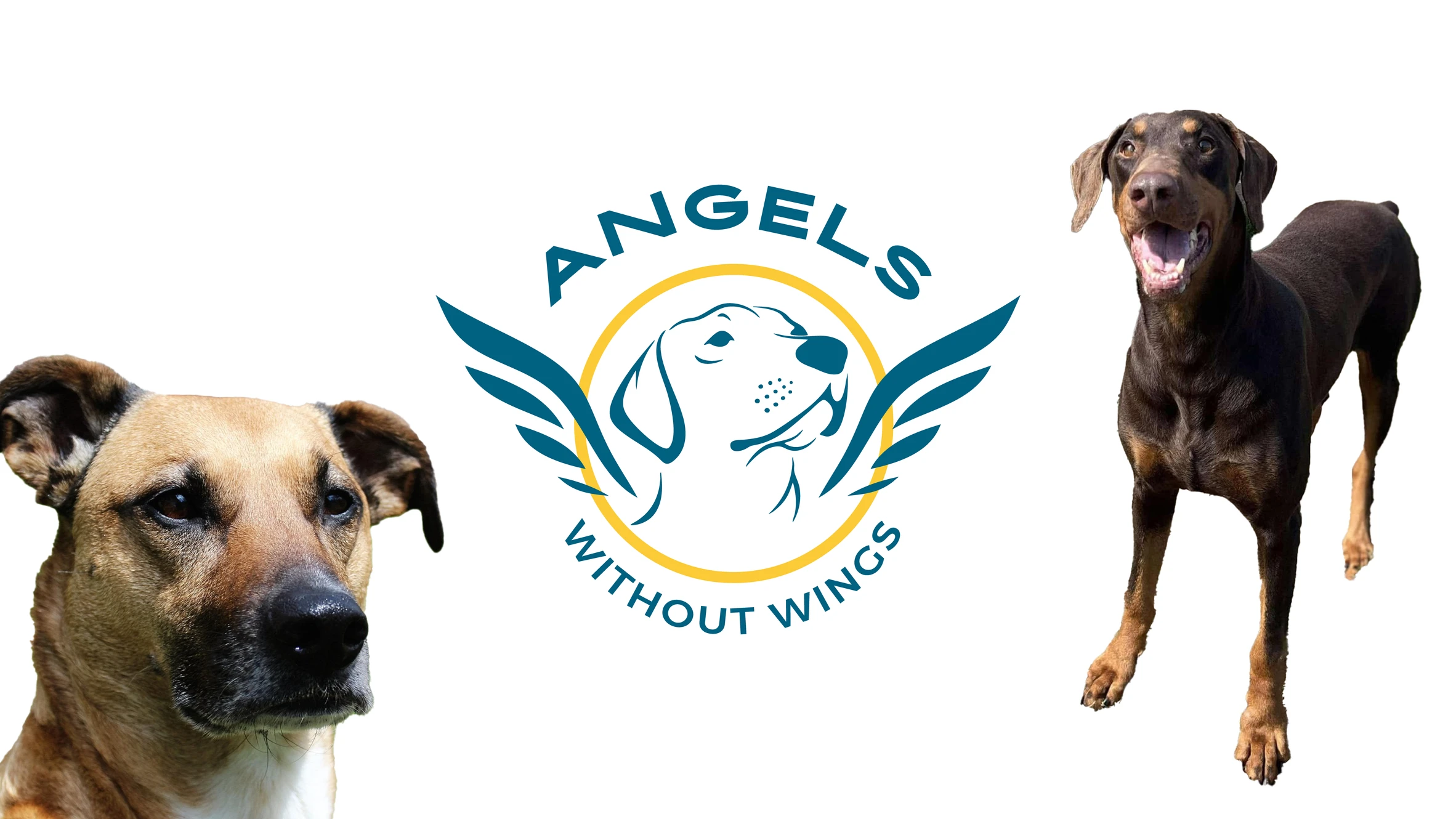 Our Dogs | Angels Without Wings