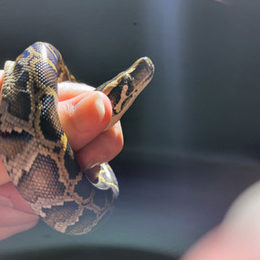 Gallery of Python Catches - Python Hunter | Python Huntress | Amy Siewe