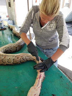 Gallery of Python Catches - Python Hunter | Python Huntress | Amy Siewe