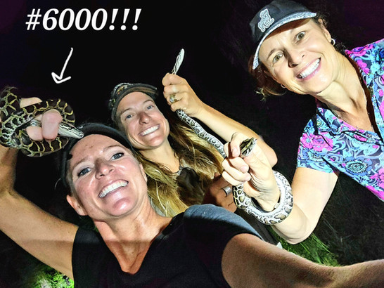 Gallery of Python Catches - Python Hunter | Python Huntress | Amy Siewe