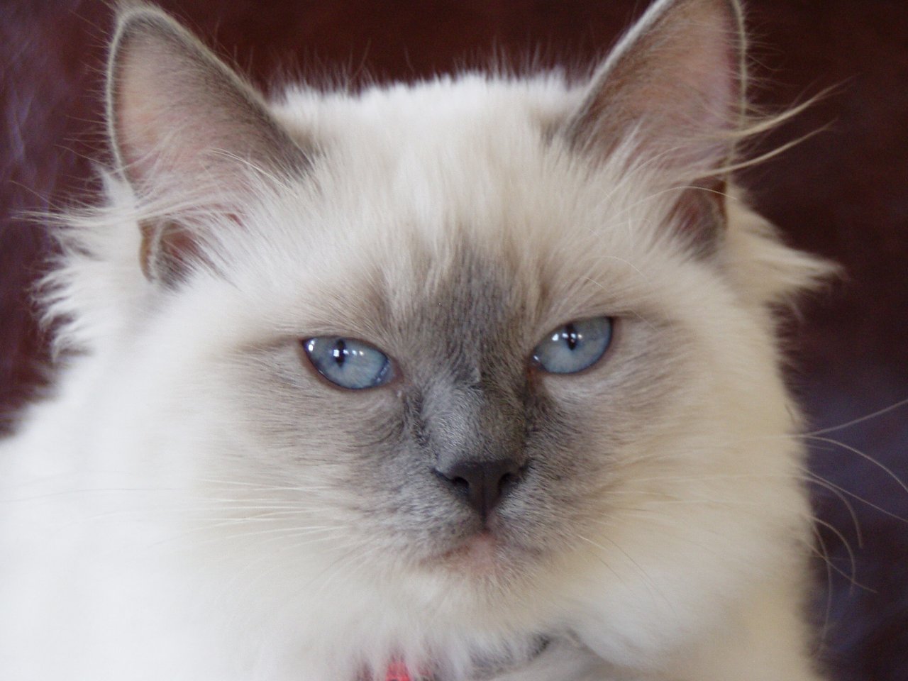 Hearthrob Ragdolls, cats, kittens, ragdolls, new york