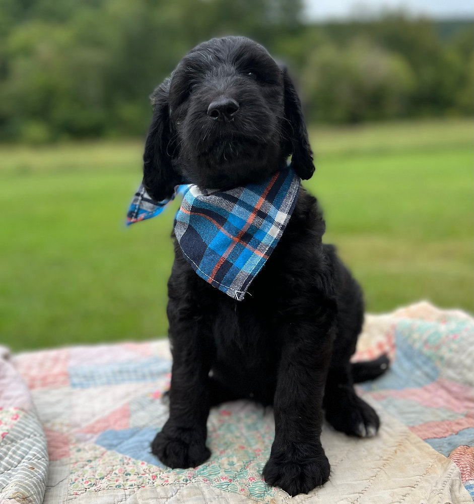 The Importance of Vaccinations for New Dogs