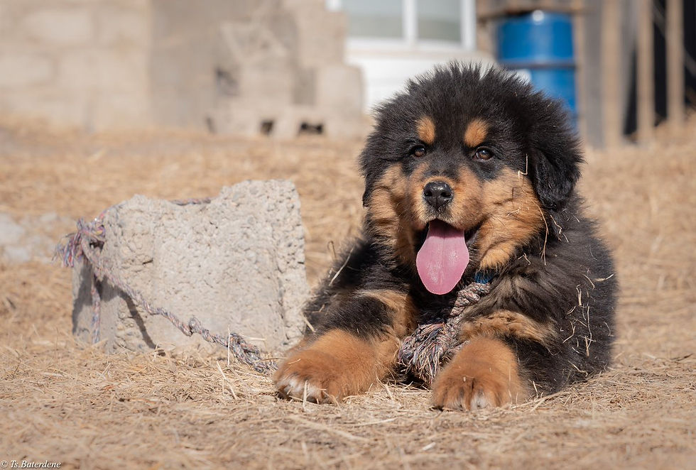 Mongolian landrace dog- the Bankhar