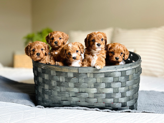 PUPPY ALBUM | ADORE PUPPIES