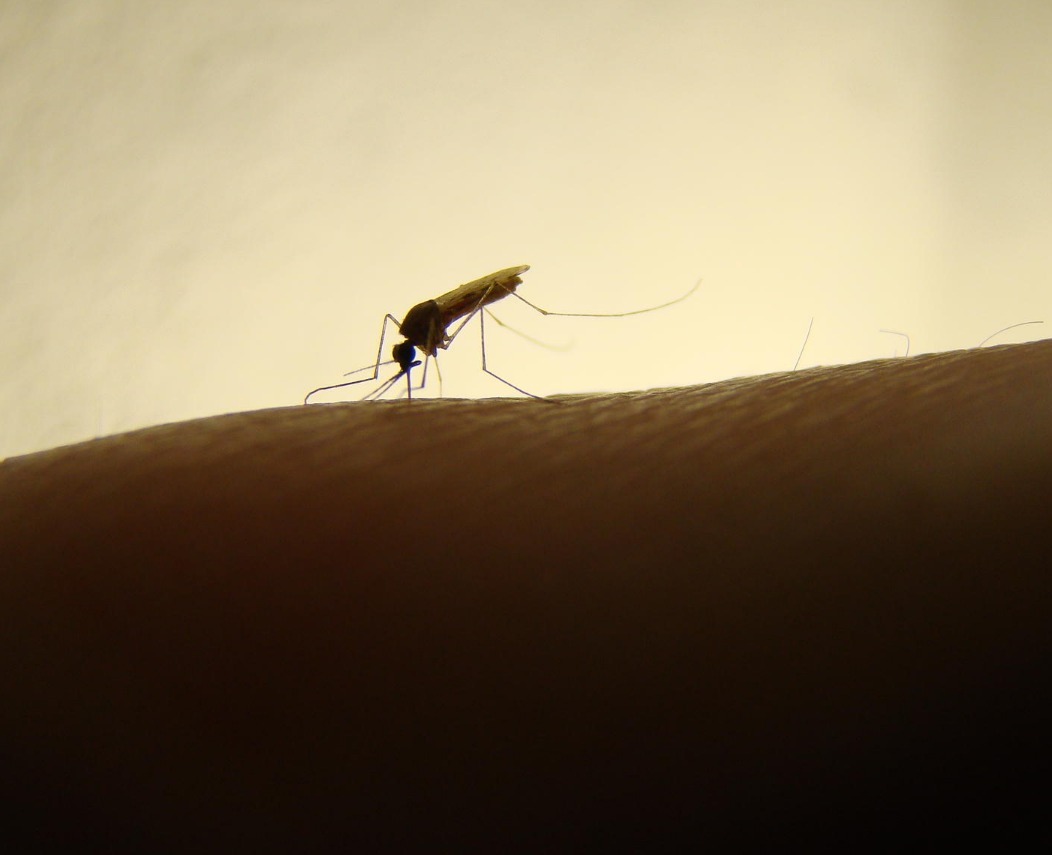 Ancienne research | chloe-lahondere