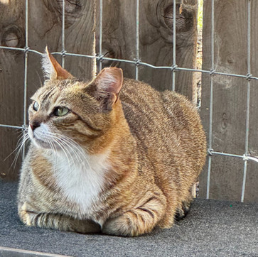 Our Animals | Cal Cat Rescue