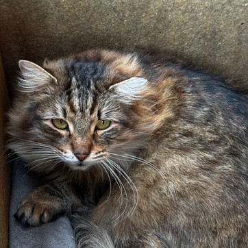 Our Animals | Cal Cat Rescue