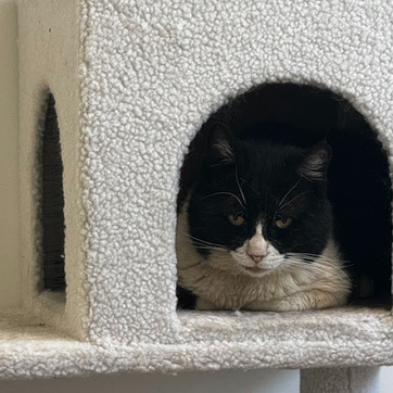 Our Animals | Cal Cat Rescue