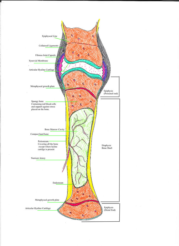 The Equine Skeletal System