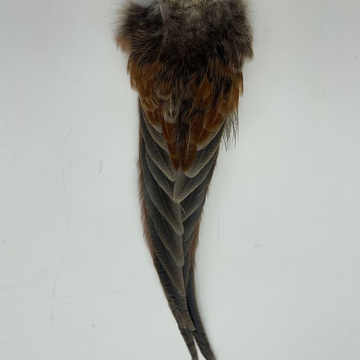 brown pheasant feathers