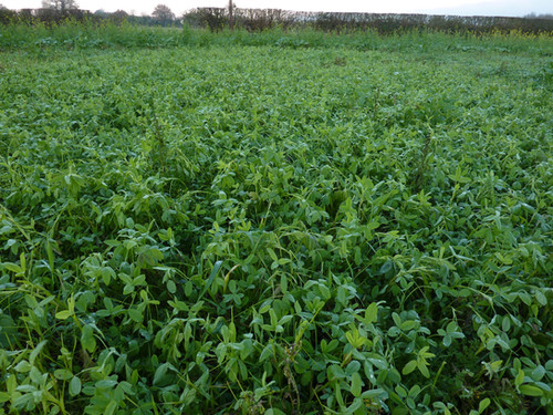 Berseem Clover | RC Crops
