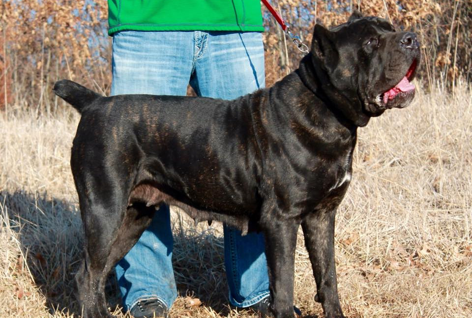 PHOTOS | Royal Guardian Cane Corso | Cane Corso Puppies