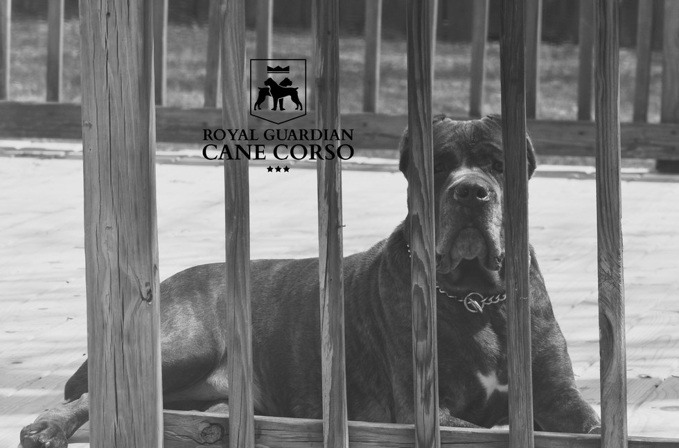 PHOTOS | Royal Guardian Cane Corso | Cane Corso Puppies