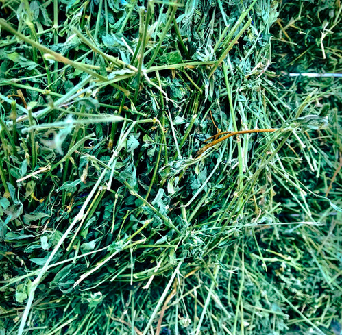 Alfalfa Orchard , Third Cutting 80/20, 2 String, MidWest | Harvest Feeds