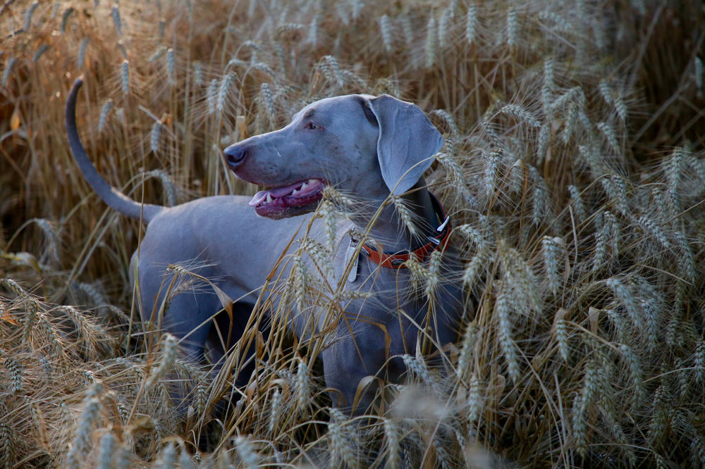 Cómo evitar o encontrar una espiga en el cuerpo de tu perro