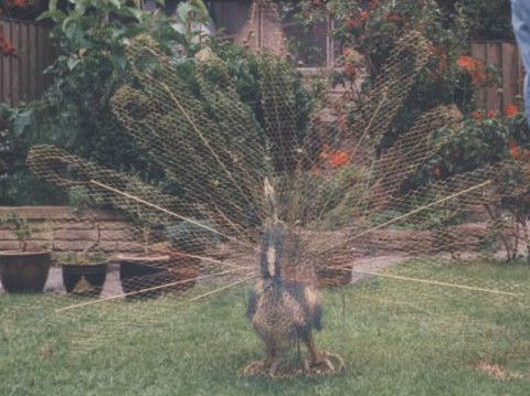 Decorative Leadwork | Liverpool | CACSC Ltd