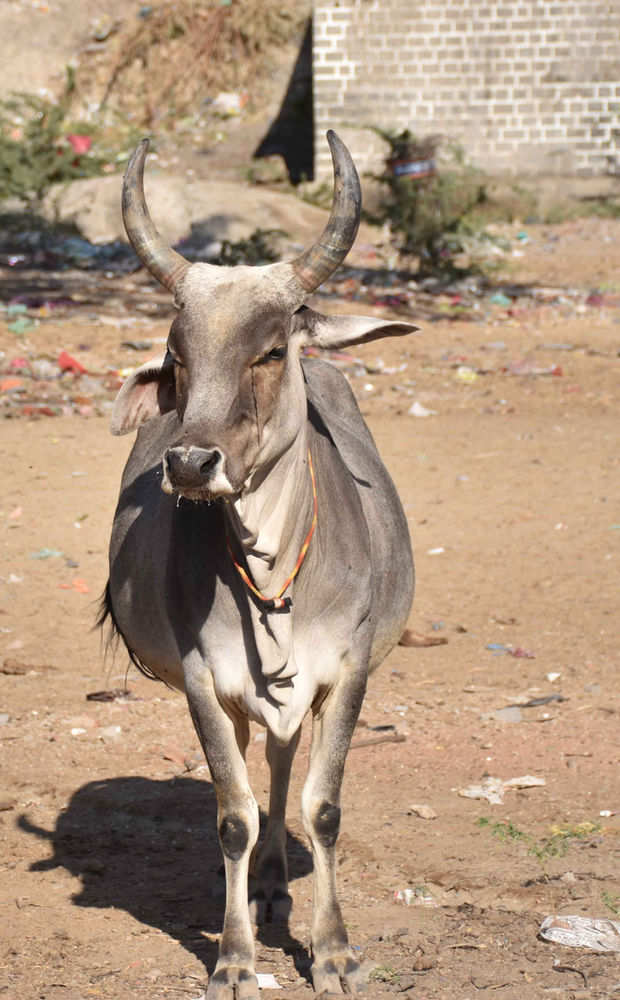 The Sacred Cow & the Bone-Setter’s Emporium