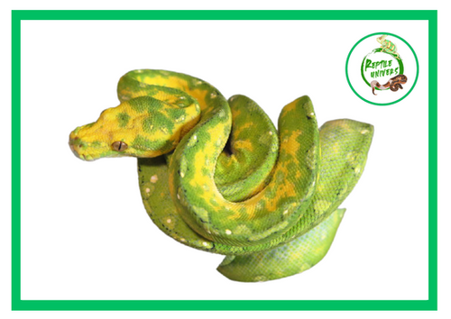 Morelia azurea azurea ( Biak) | Reptile Univers Cues