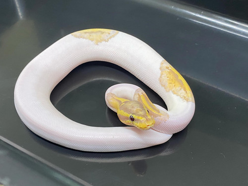 Python regius " Banana pastel piebald " | Reptile Univers Cues