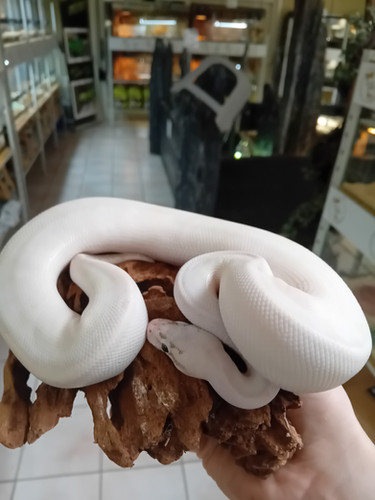 Python regius" Ivory" NC2024 | Reptile Univers Cues