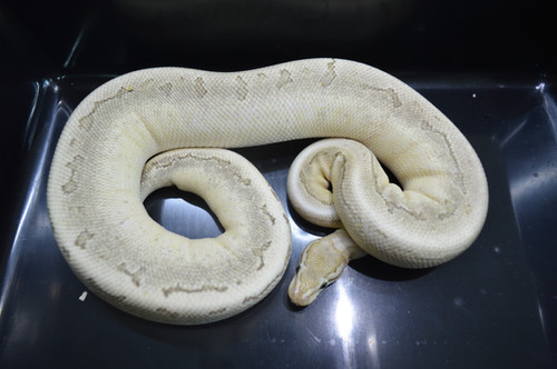 Python regius "Bamboo Enchi Pinstripe Fire" | Reptile Univers Cues