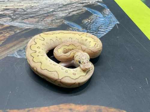 Python regius " Lesser pastel clown" | Reptile Univers Cues