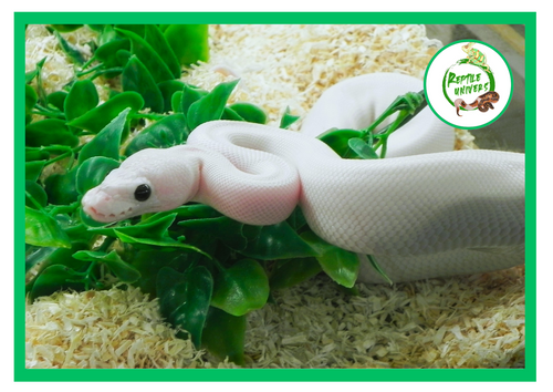 Python regius" Super fire " | Reptile Univers Cues