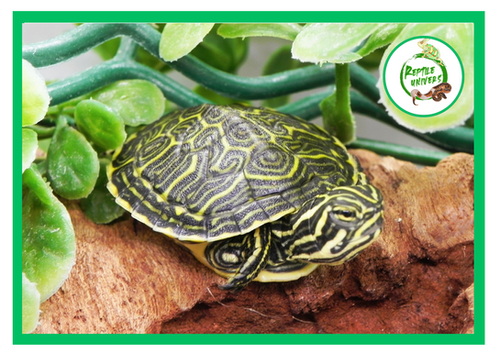 Pseudemys peninsularis | Reptile Univers Cues