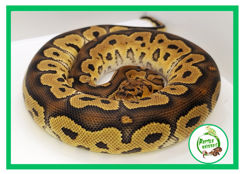 Python regius " Clown" | Reptile Univers Cues