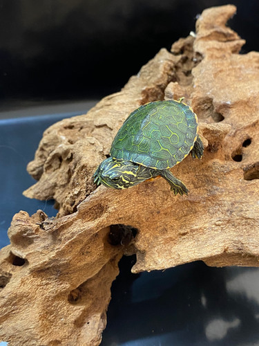 Pseudemys alabamensis | Reptile Univers Cues