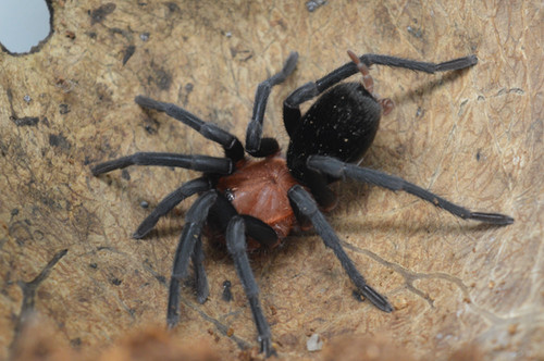 Bumba Horrida 4 cm | Reptile Univers Cues