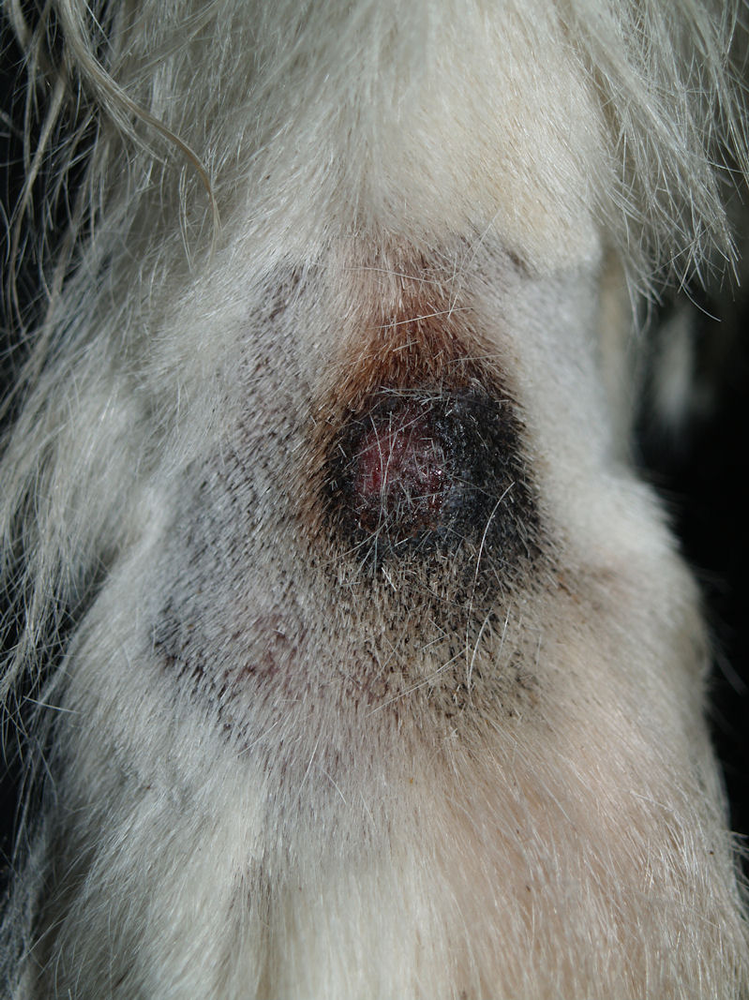 Acral lick granuloma (Acral lick Dermatitis, acral pruritic nodule)