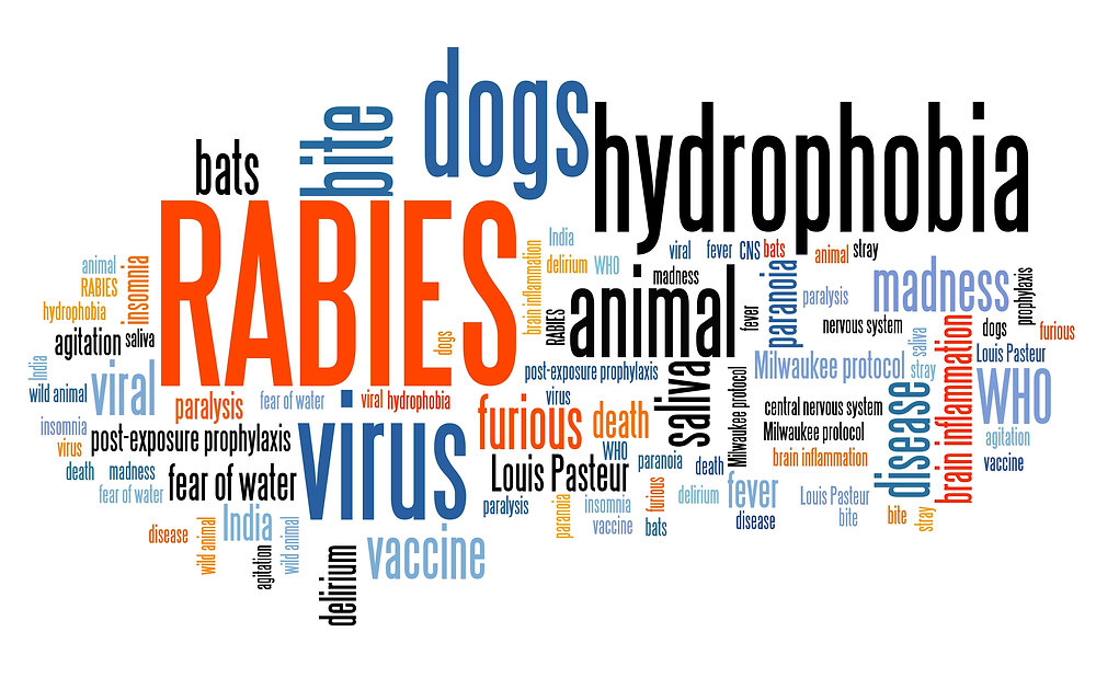 Why is Rabies Disease important?