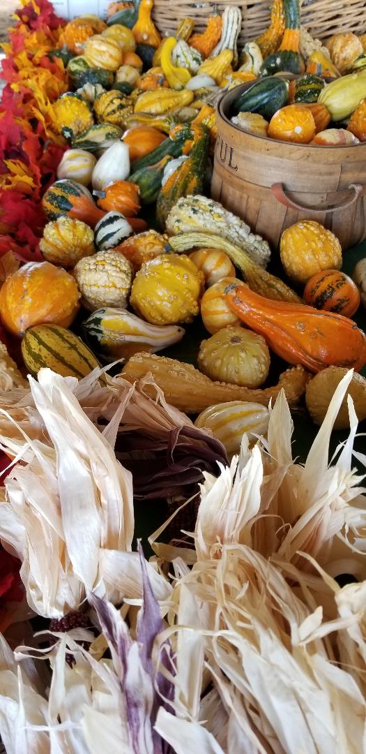 Experience the Ultimate Fall Fun at Tolmachoff Farms!