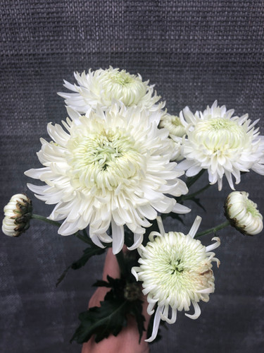 Billy Bell | Singing Meadows Farm