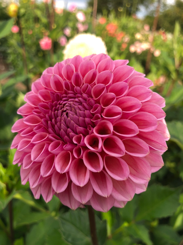 Bracken Rose (North America) | Singing Meadows Farm