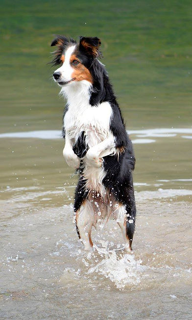 Getawayback & Southridge | NZ Working Border Collies
